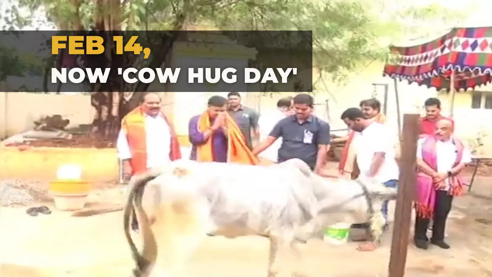 valentine: Not Valentine's Day, its 'Cow Hug Day,' here is why