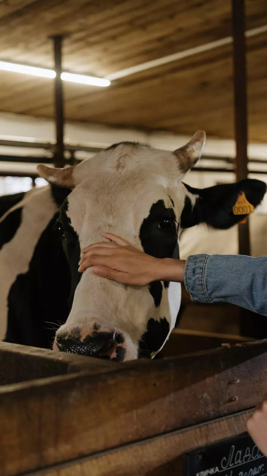 Giriraj Singh: Cow Hug Day: Rural development minister Giriraj Singh ...