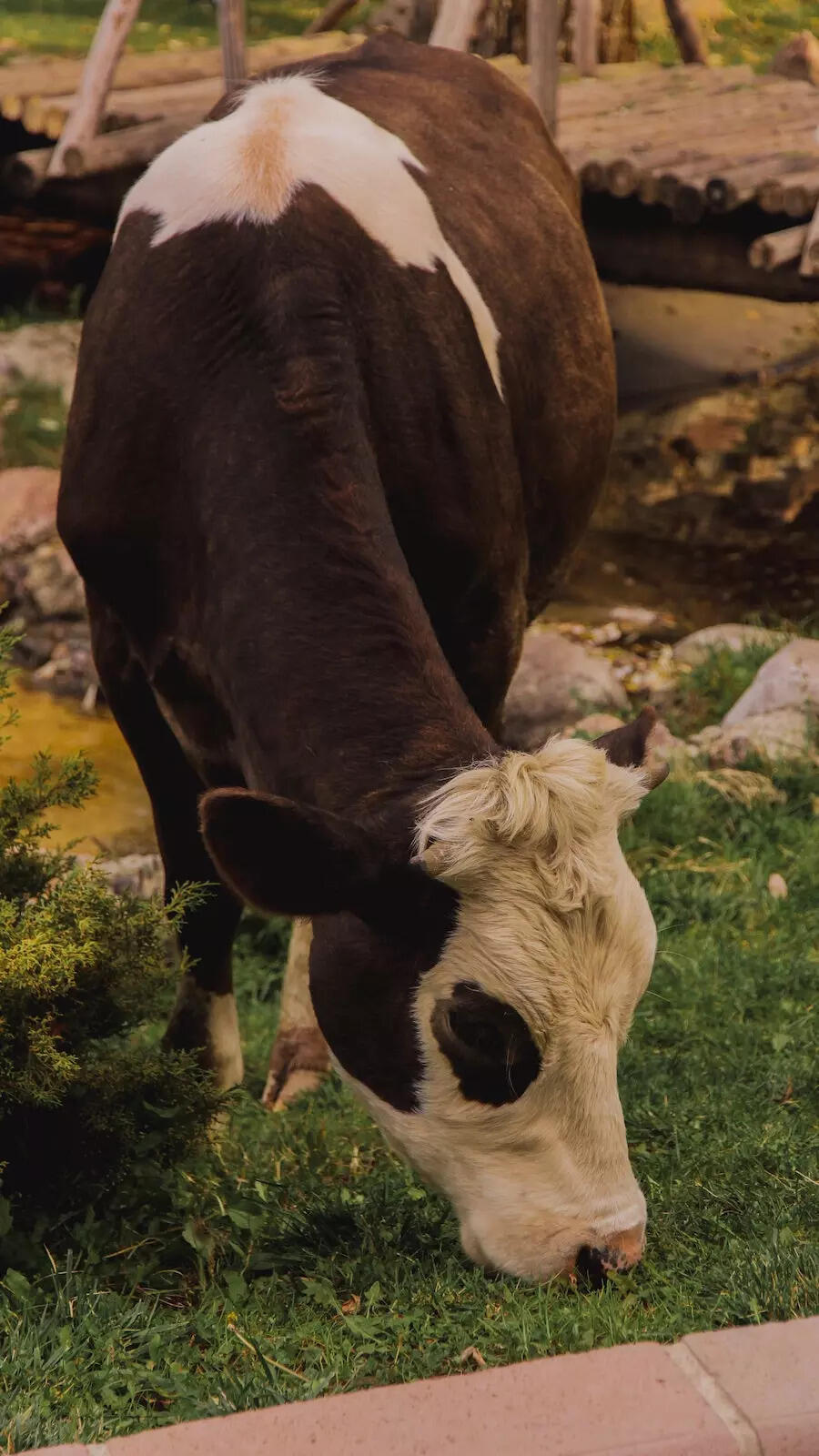 Giriraj Singh: Cow Hug Day: Rural development minister Giriraj Singh ...