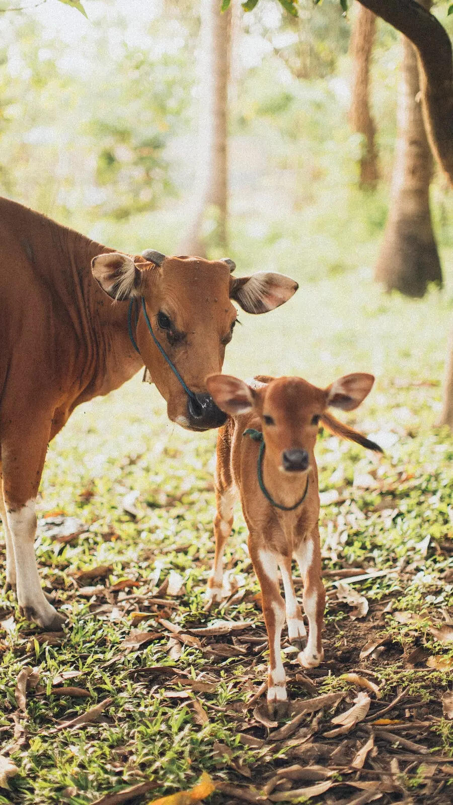 Giriraj Singh: Cow Hug Day: Rural development minister Giriraj Singh ...