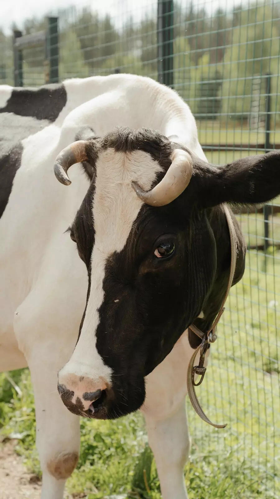 Giriraj Singh: Cow Hug Day: Rural development minister Giriraj Singh ...