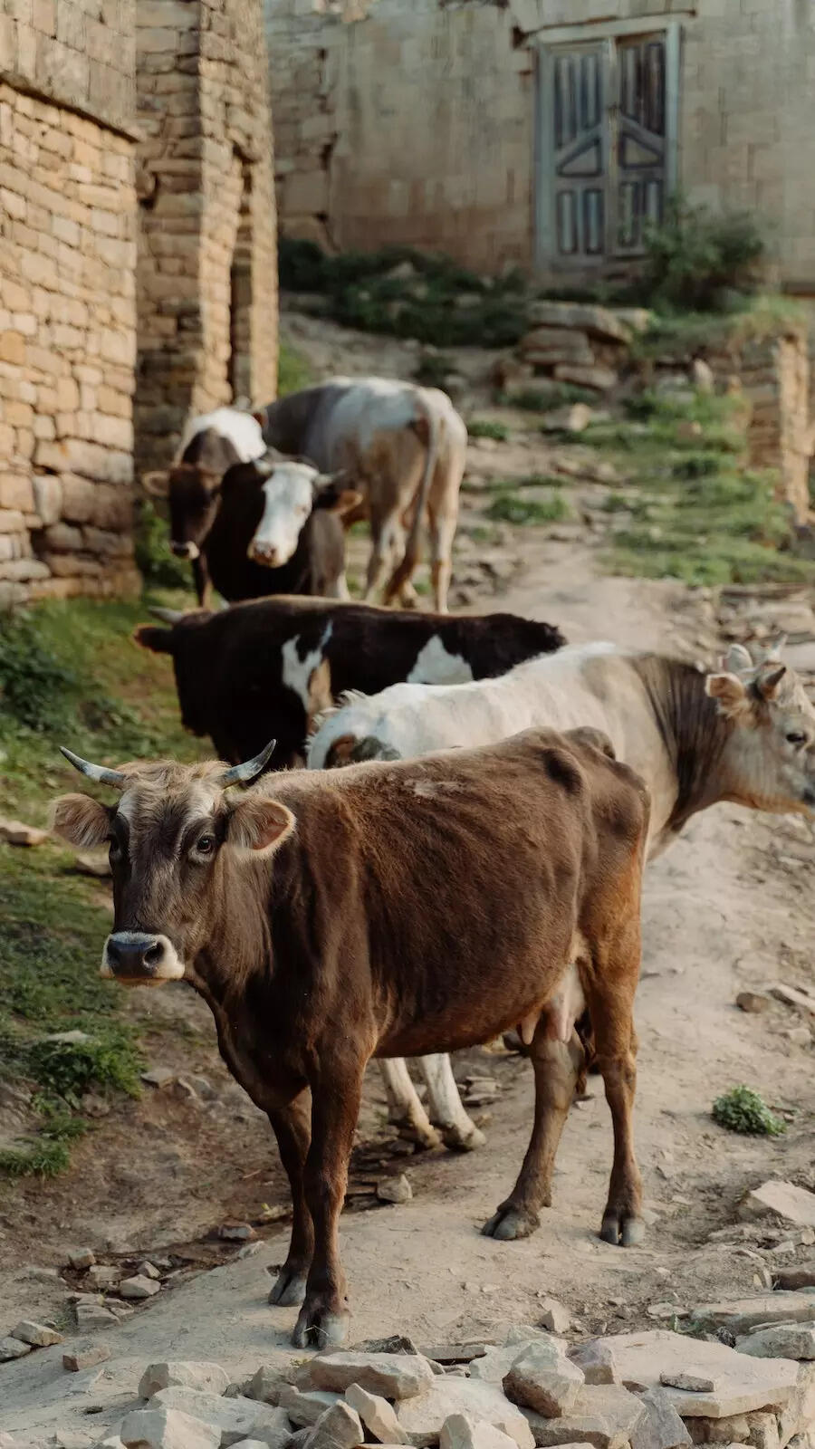 Giriraj Singh: Cow Hug Day: Rural development minister Giriraj Singh ...