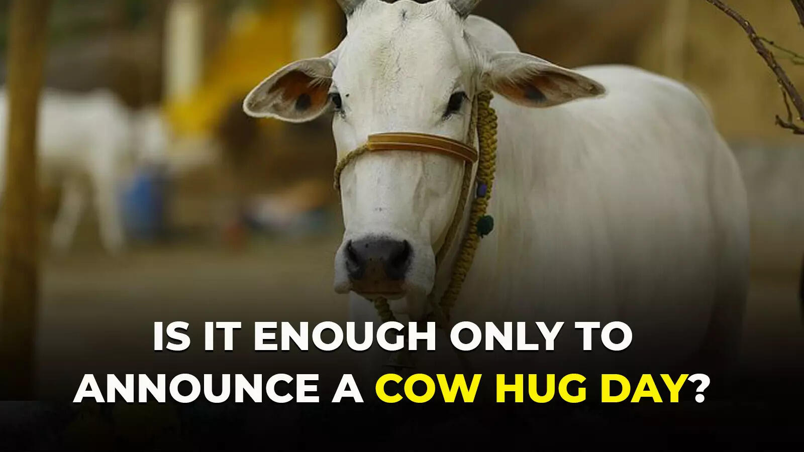 cow hug day: Cow hug day: Does the cow need more care in Delhi?