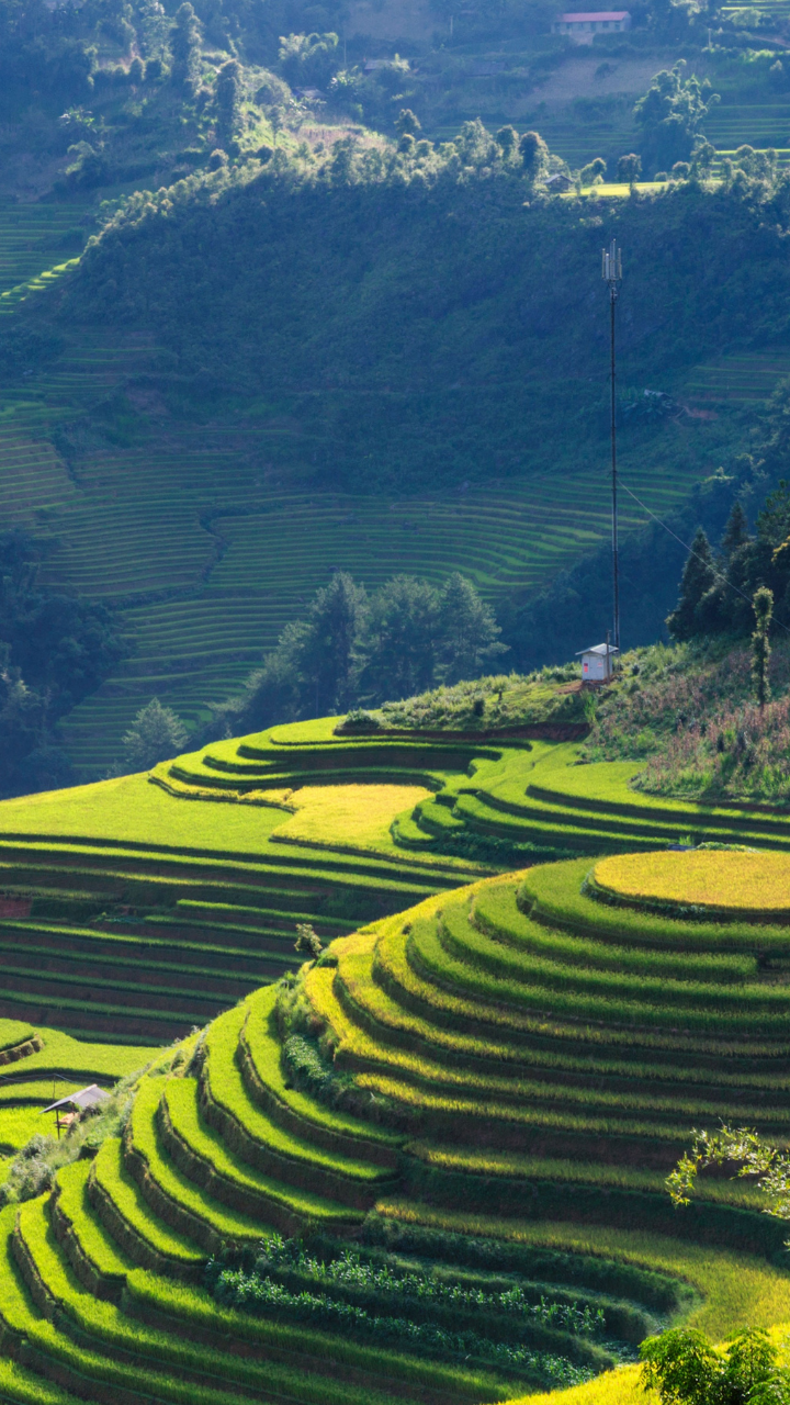 Banaue Rice Terraces Wallpaper Rice Terraces That Are Green In Color