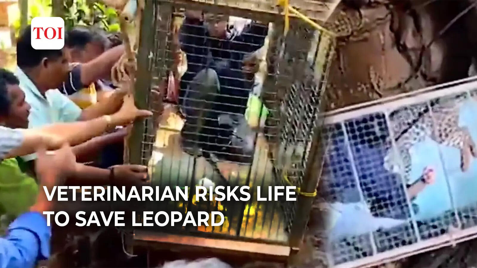 viral video: On cam: Woman veterinarian rescues leopard from 25-ft well