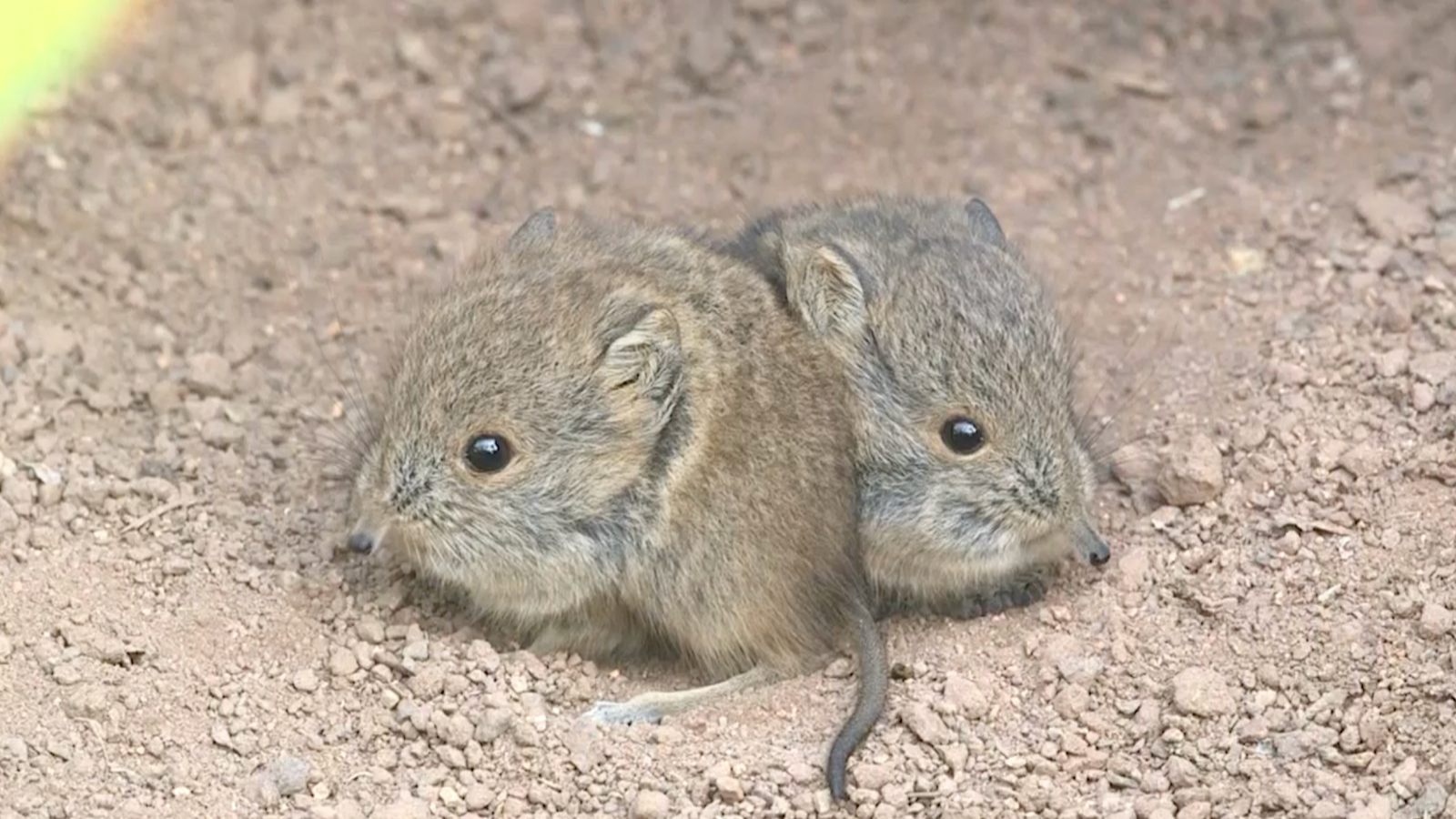 Ping pong ball sized elephant shrews born at Vienna Zoo in Austria