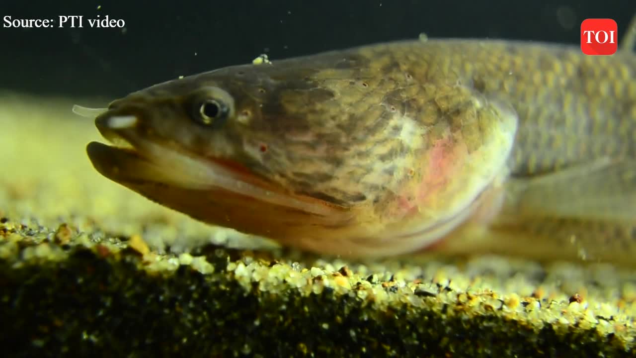 New species of catfish discovered in Kerala's western ghats