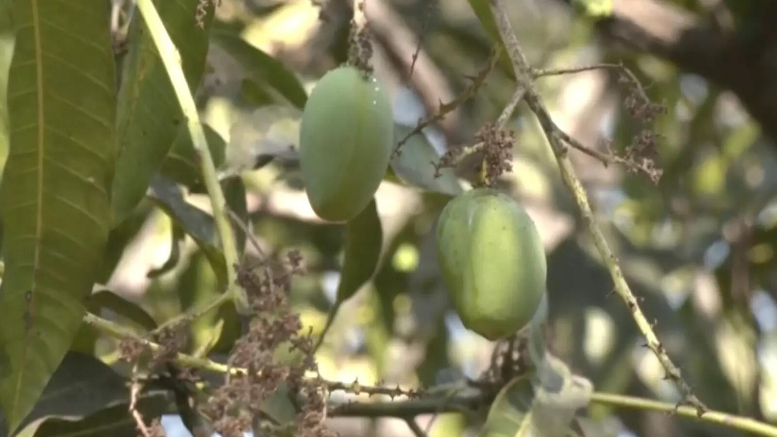 valsad: Gujarat: Mango blossoms affected due to extreme heat conditions ...