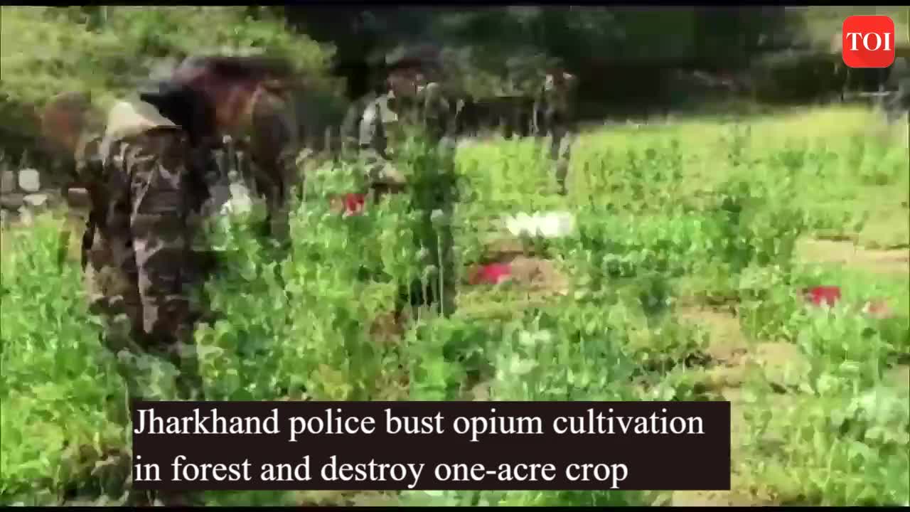 Jharkhand police bust opium cultivation in forest and destroy one-acre crop