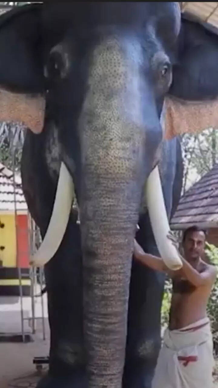 Robotic Elephant offered to Irinjadapilli Sree Krishna Temple in ...