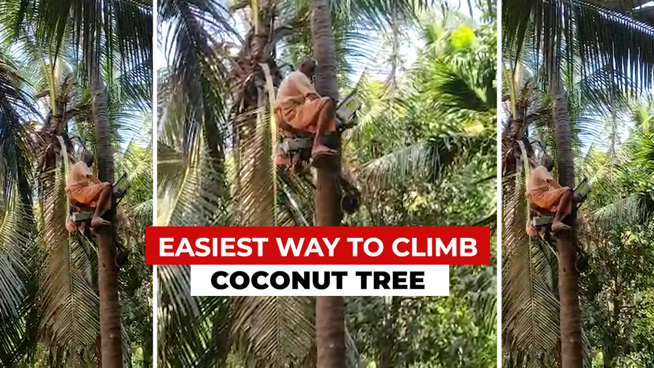 anand mahindra: Karnataka farmer invents ‘bike’ to climb coconut trees ...