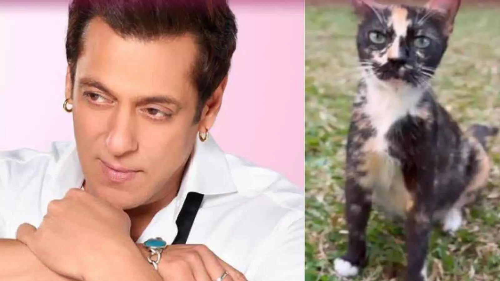Salman Khan's new 'CAT' video leaves fans confused, surprised