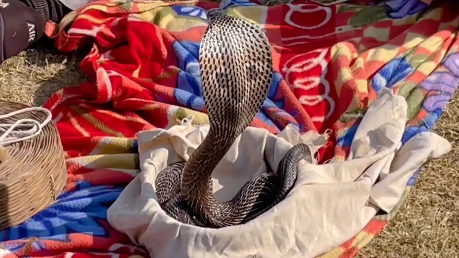 Microchips in snakes: Can they save snake charmers from extinction?