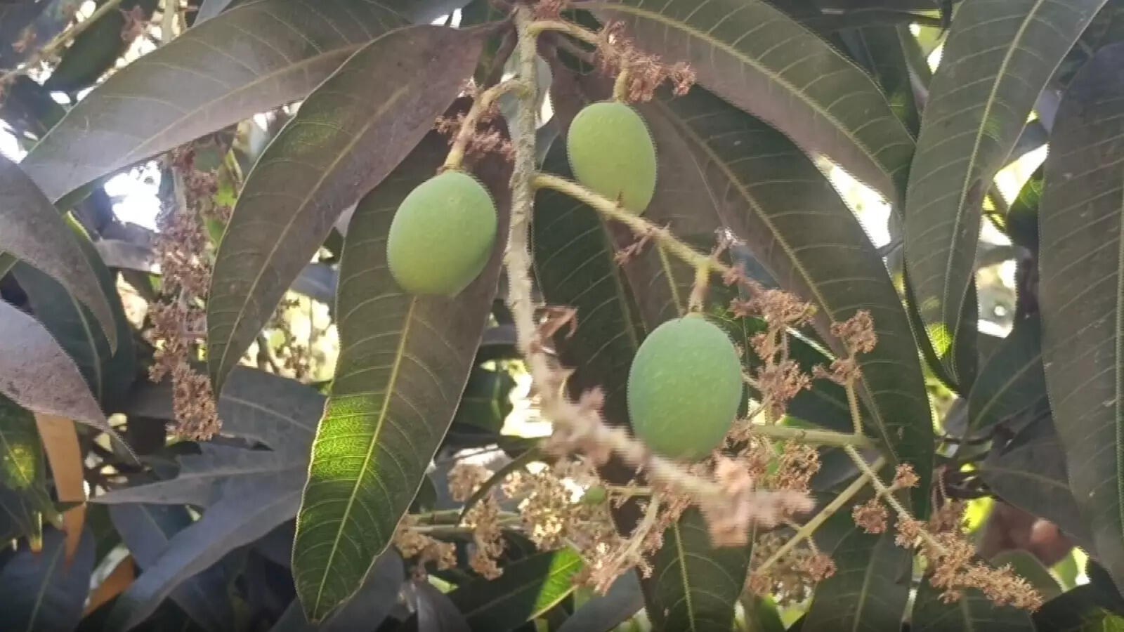 mango: Gujarat gets a new variety of mango, These are the specialties