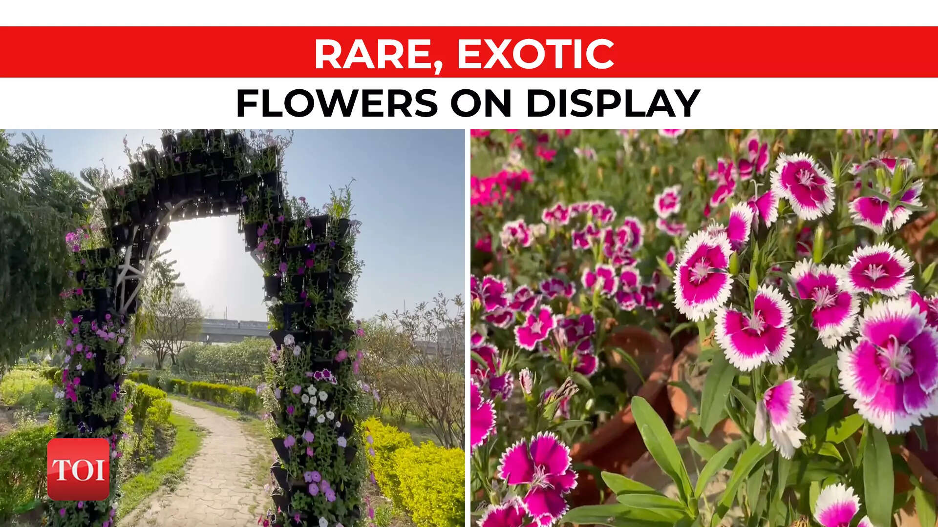 Botanical Garden in Noida organises annual flower show