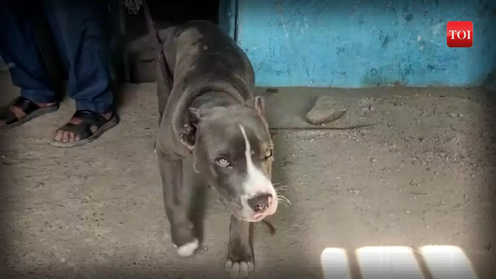 Pitbull dog attacks an 8-year old child in UP's Gorakhpur
