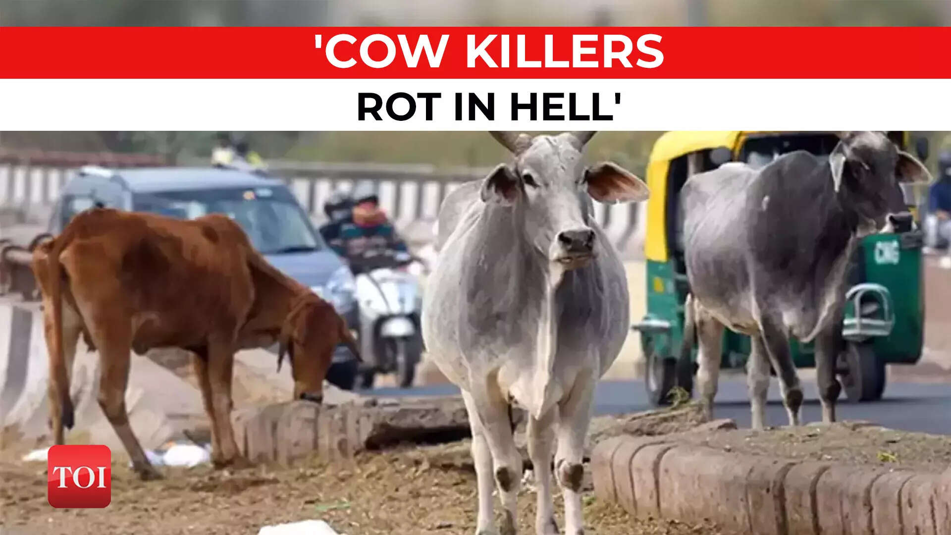 Allahabad High Court asks Centre to declare cows as a ‘protected ...