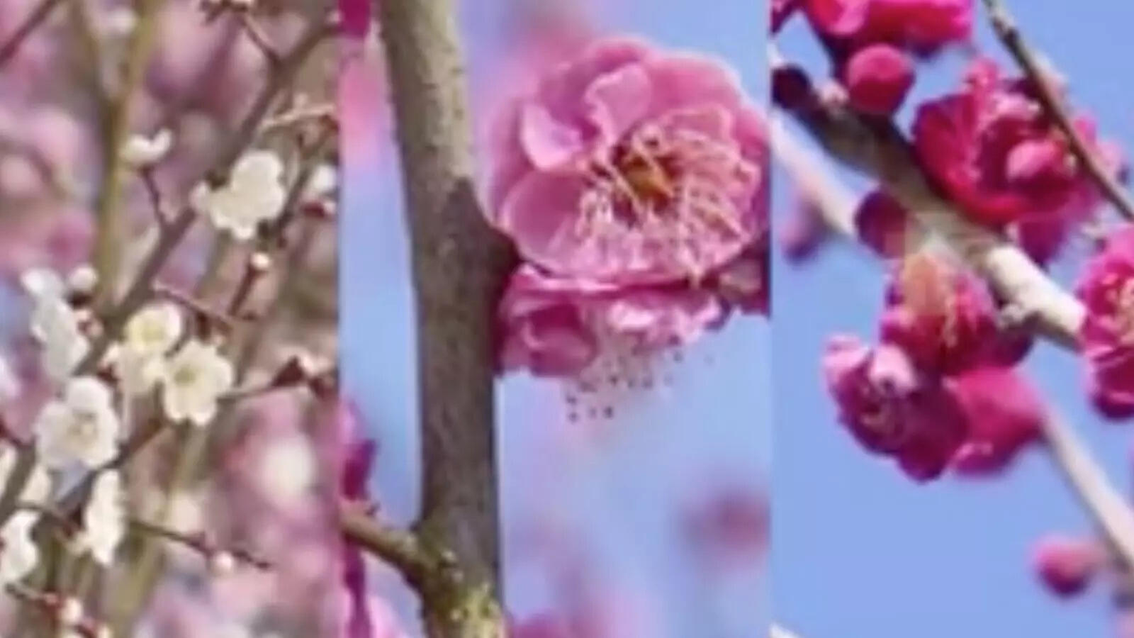 Shanghai basking in cheerful blossoms