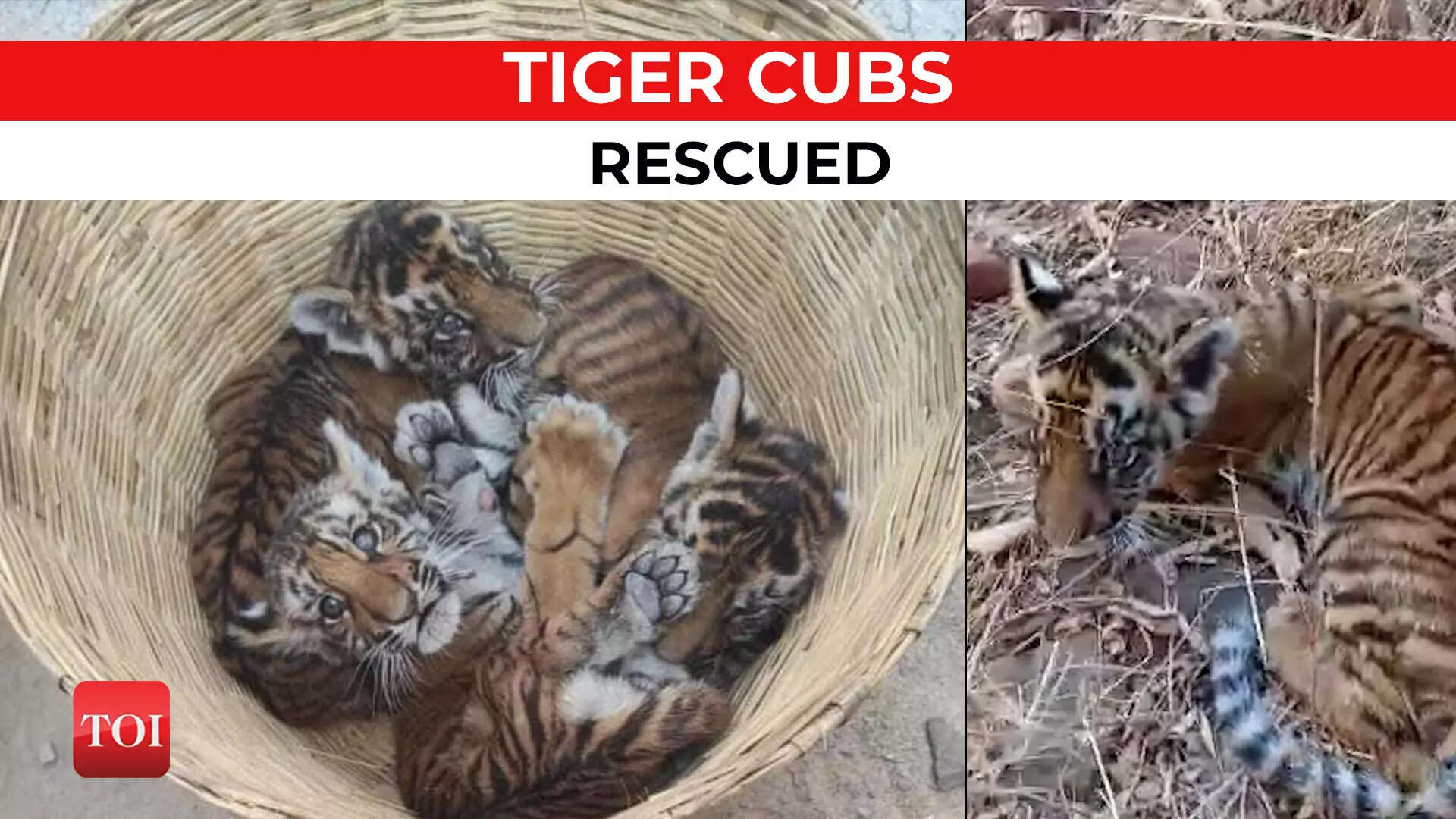 Andhra Pradesh: Tiger cubs rescued near Atmakur forests in Nandyal district