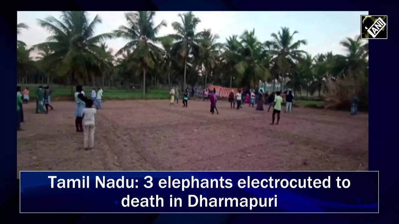TN: Three elephants electrocuted in Dharmapuri in tragic incident
