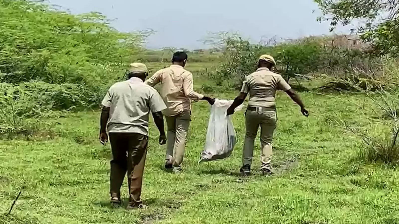TN: 38 peacocks found dead in Pulangulam village of Madurai, probe on