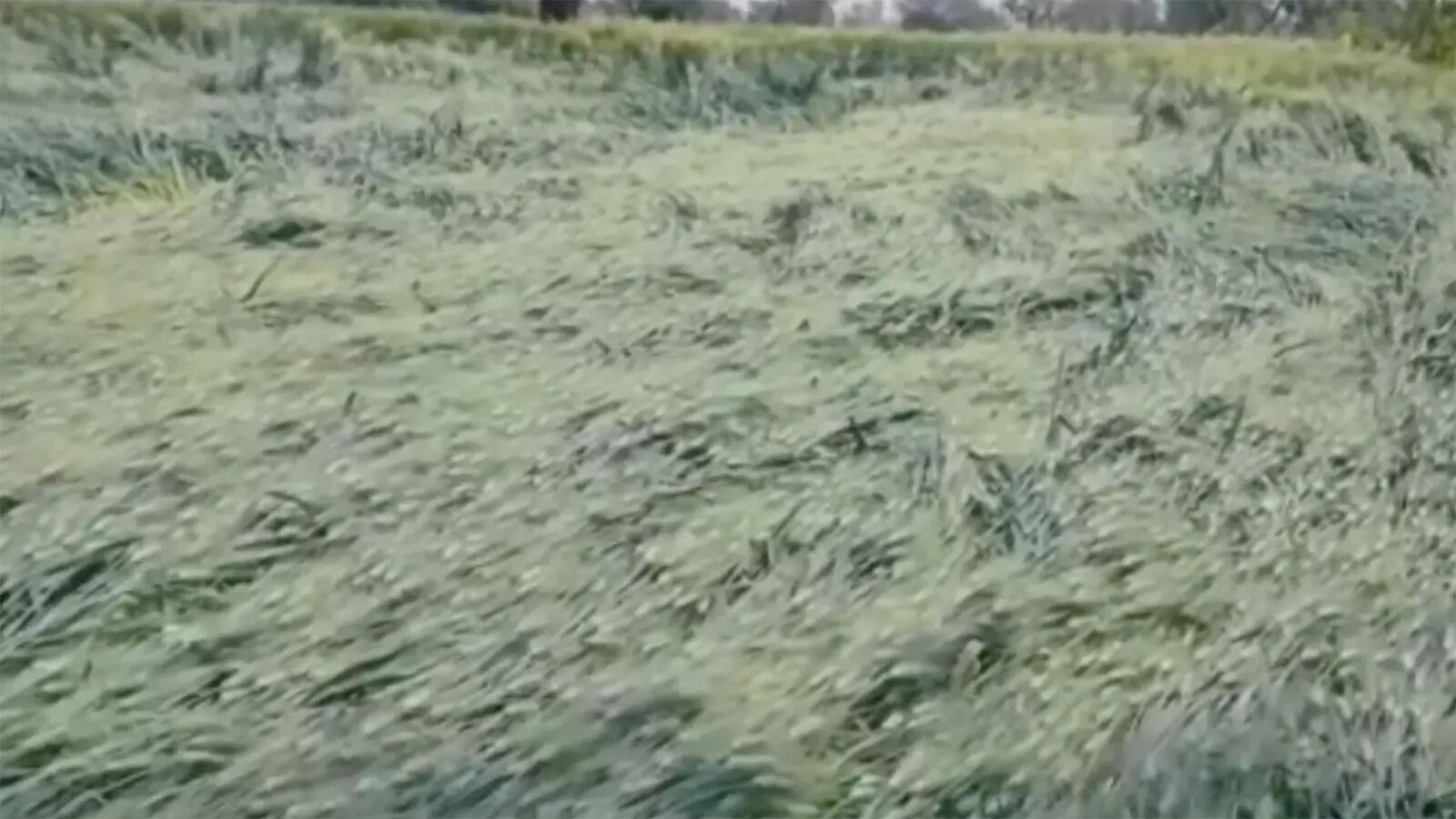 Rain, hailstorms destroy crops in several districts of MP