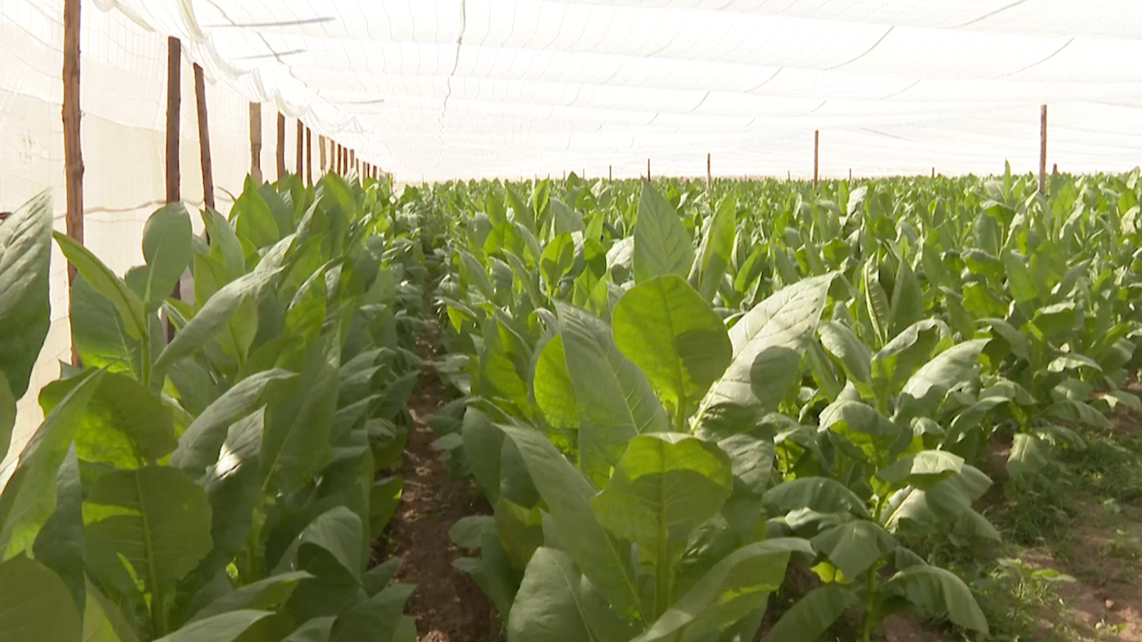 Cuban tobacco industry rebounds after hurricane