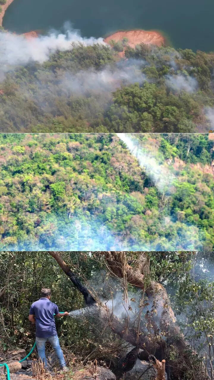 Goa Forest Fire News: Worst fires in Goa’s history burn down rare ...