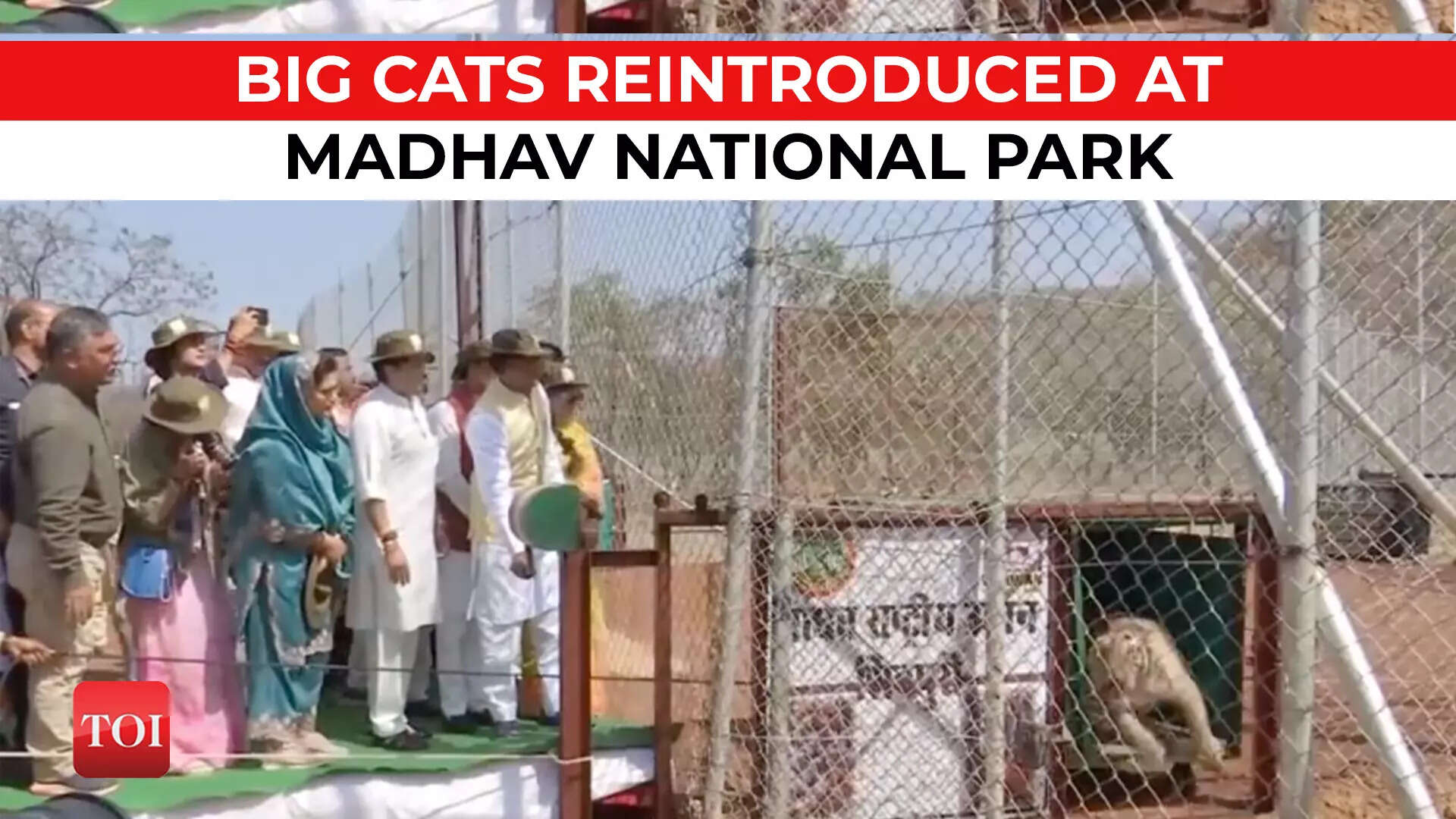Watch: Two tigers released at Madhav National Park in MP as part of ...