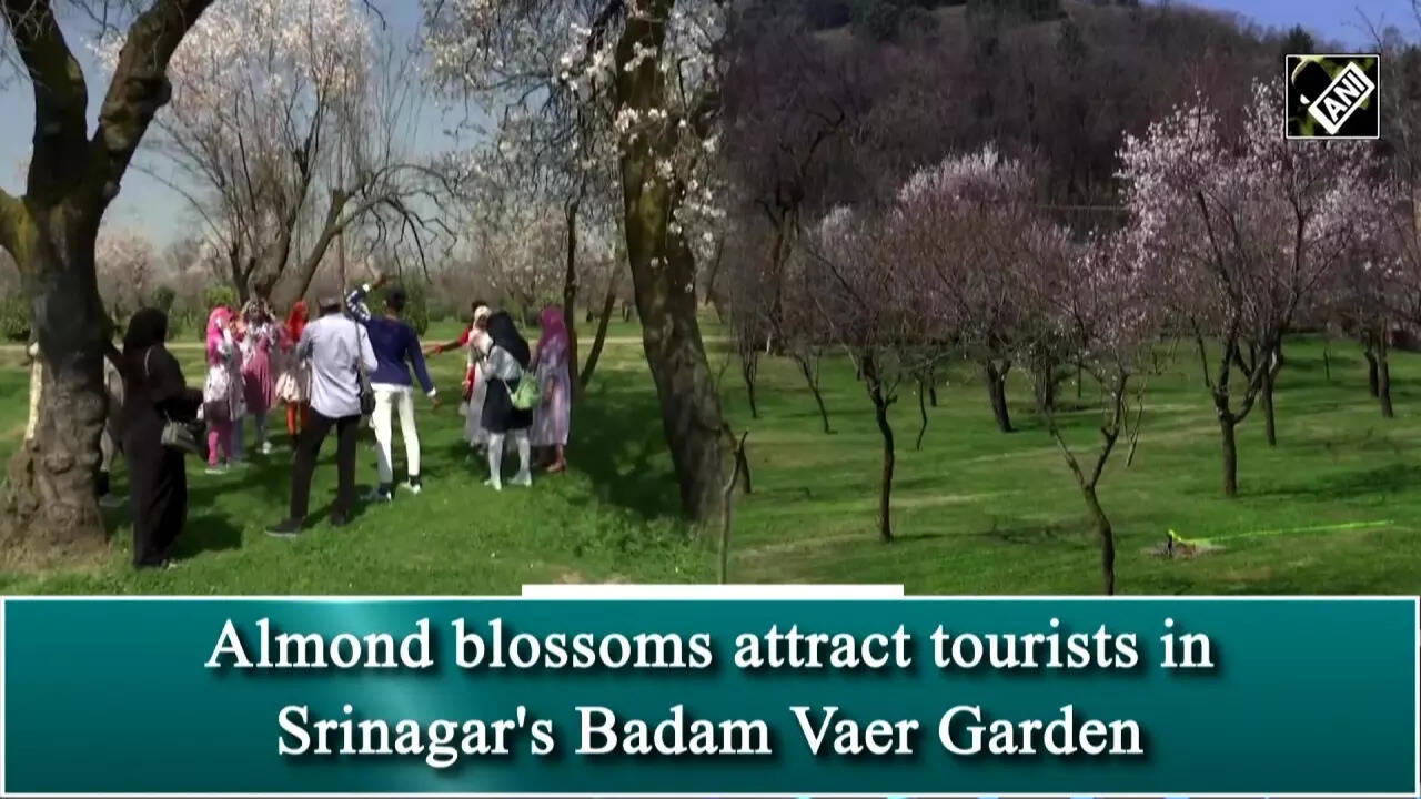 Almond blossoms attract tourists in Srinagar's Badam Vaer Garden
