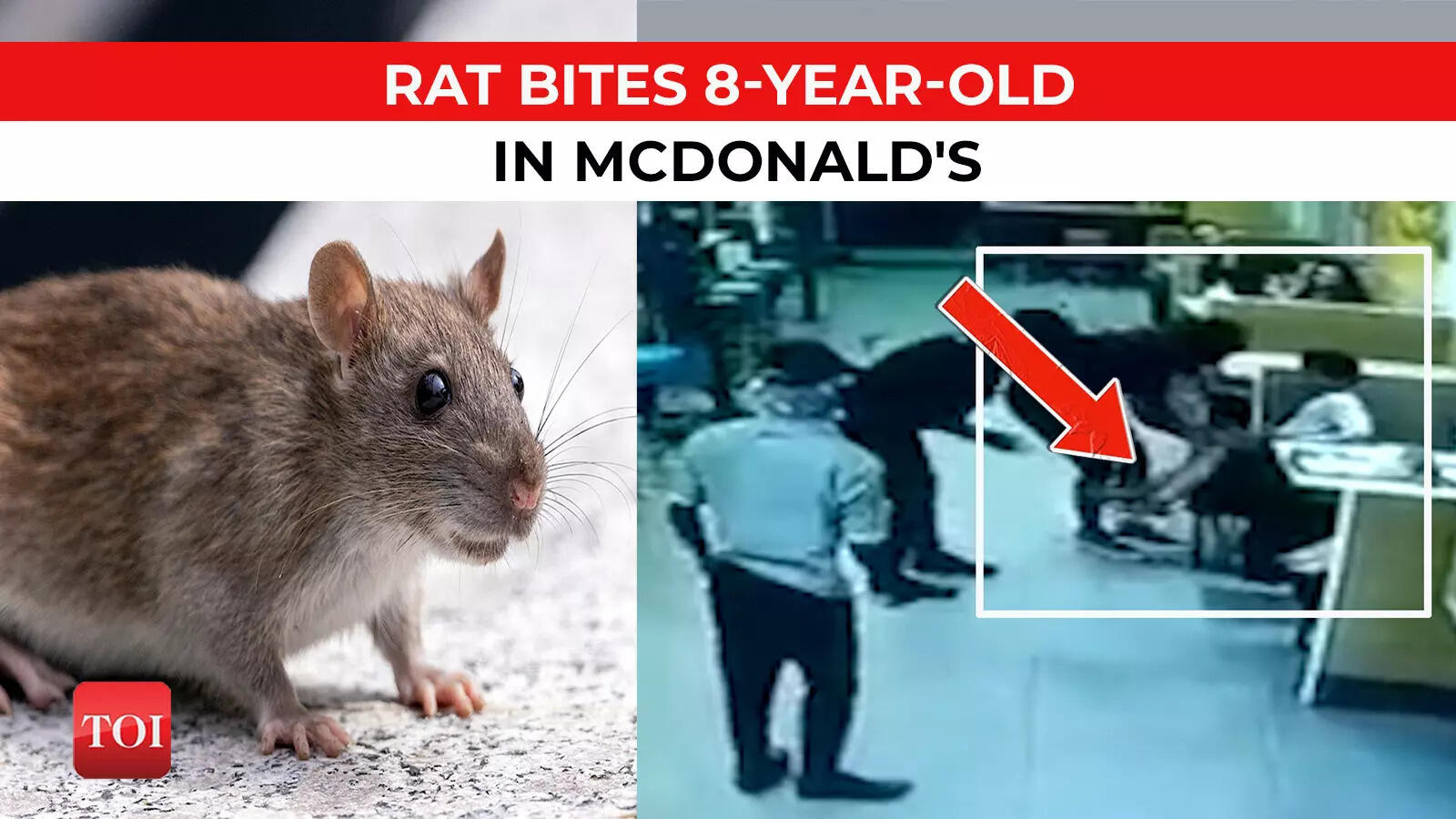 Gigantic rat bites an 8-year-old in McDonald's in Telangana