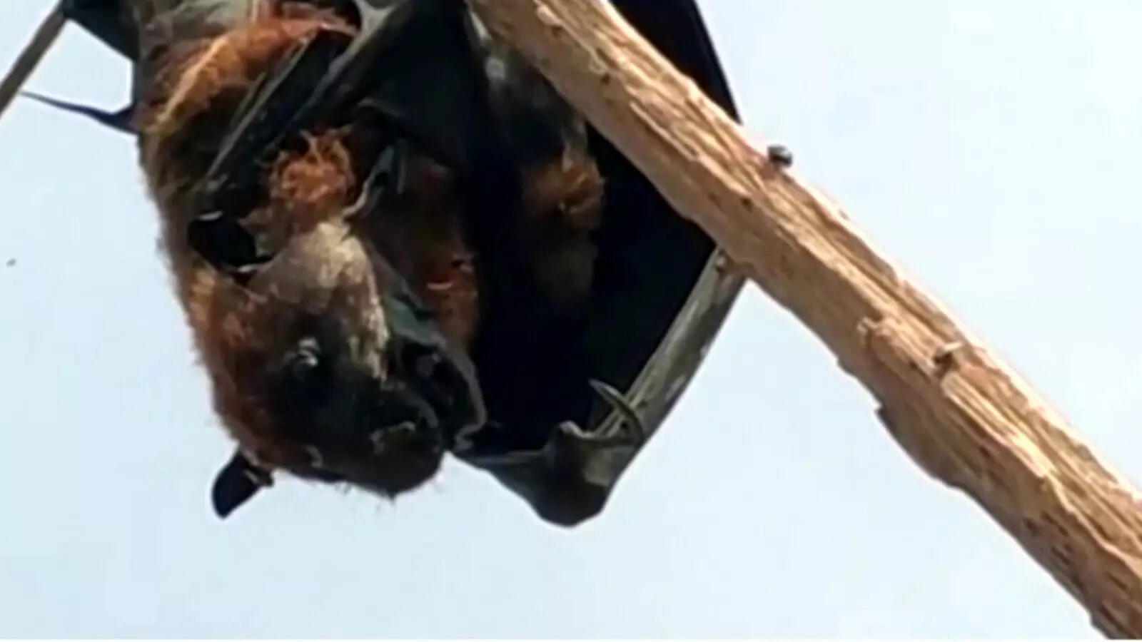 TN: Coimbatore Sulur Fire Rescue Team rescue bats hanging on high ...