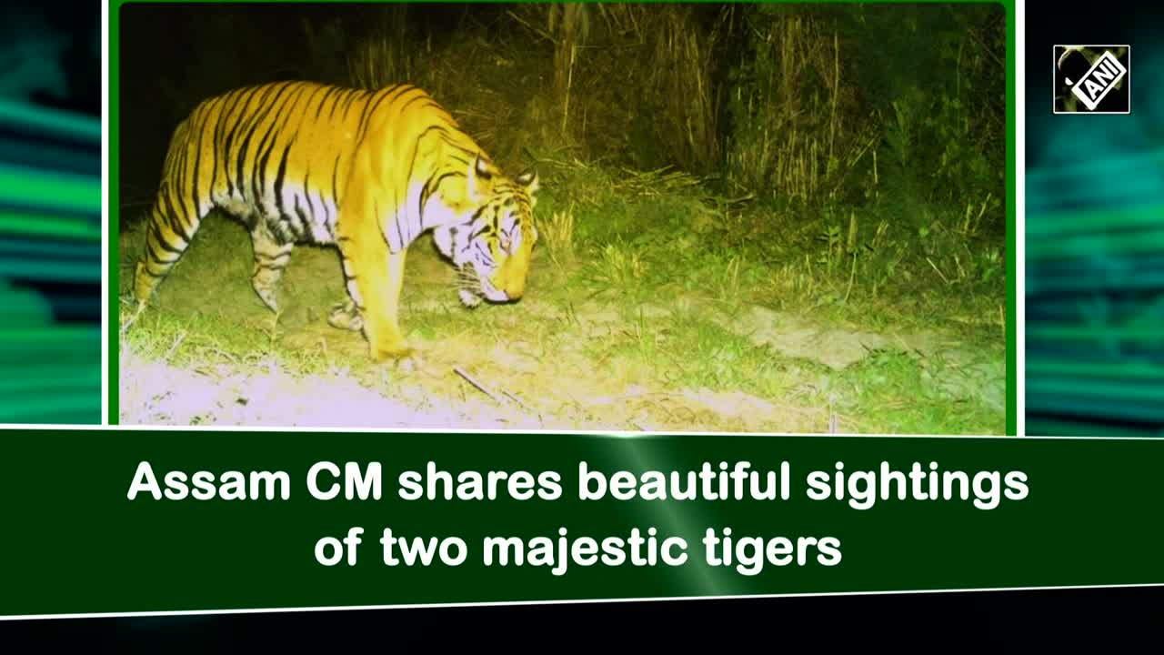 Assam CM shares beautiful sightings of two majestic tigers