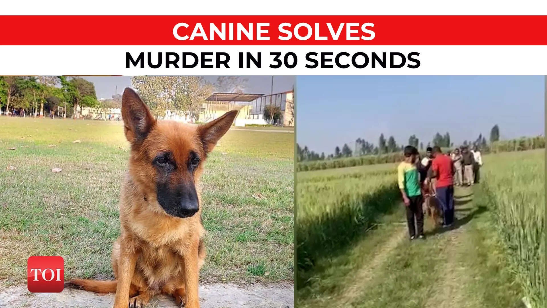 dog solves murder mystery: Police dog in Uttarakhand sniffs evidence ...