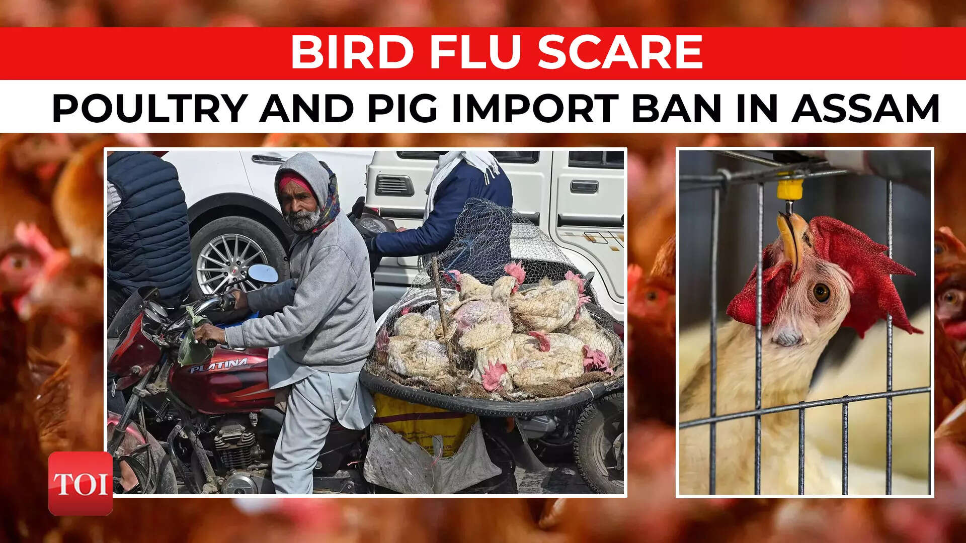 Bird flu scare: Assam bans import of poultry, pigs from other states