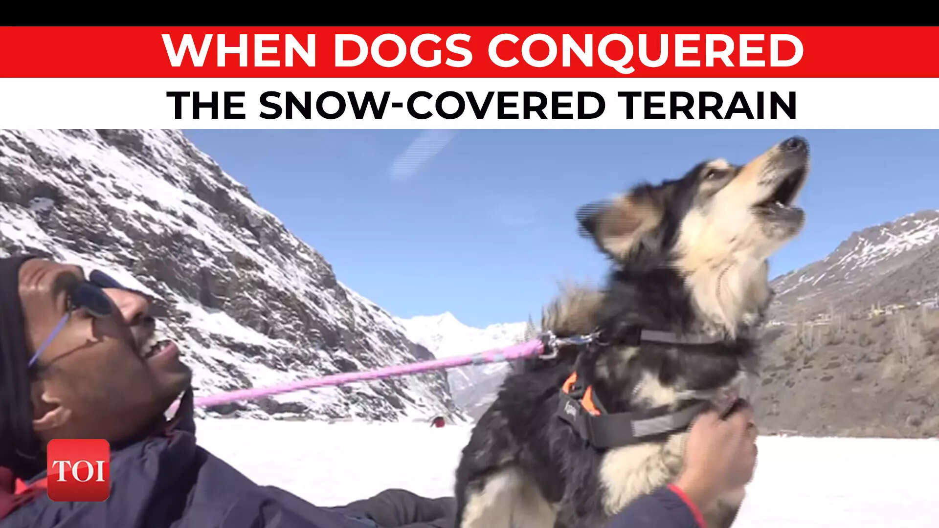 Dogs and their owners conquer snow-covered terrain in Lahaul's first ...