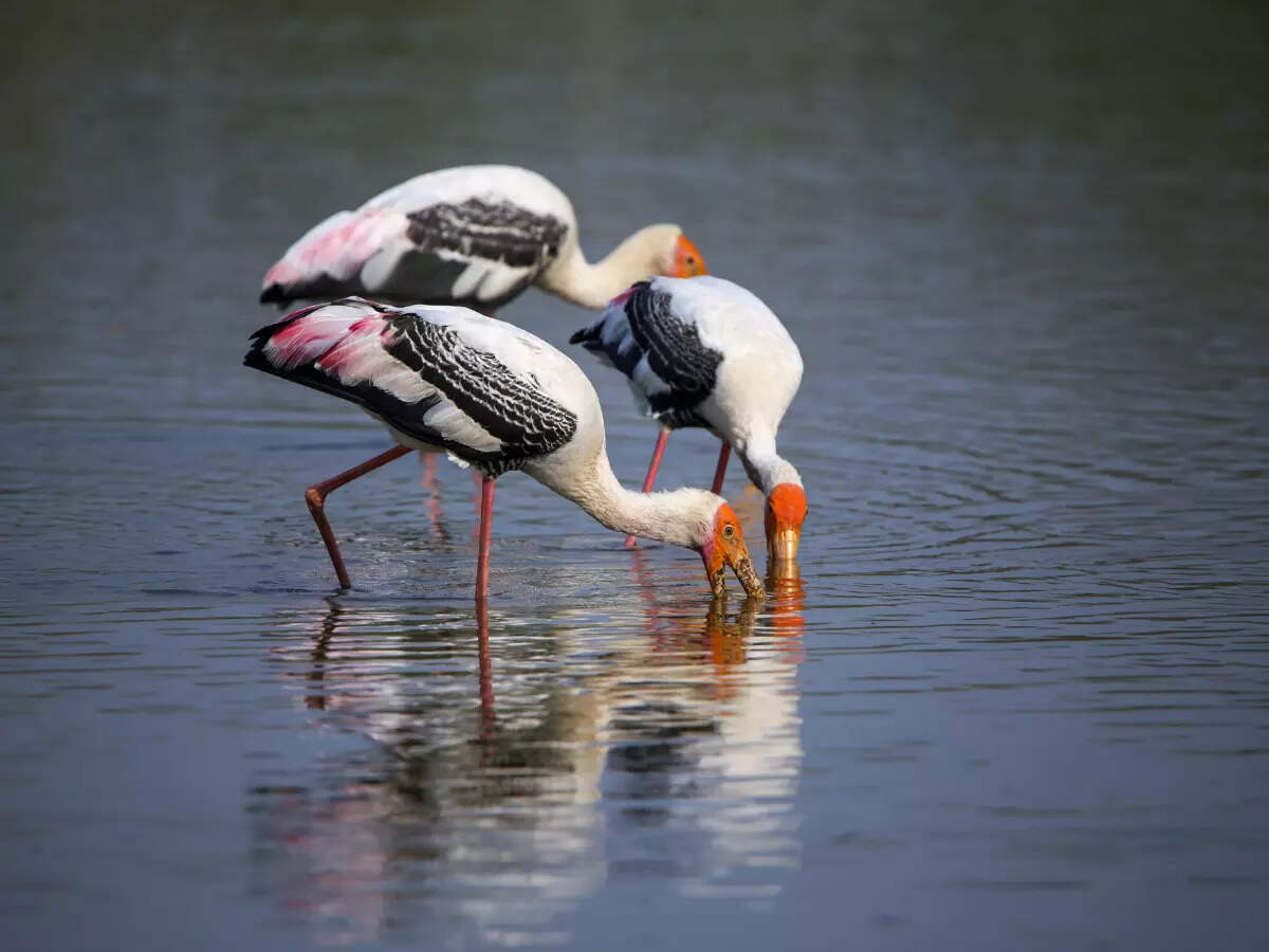 Will Jharkhand’s Udhwa Bird Sanctuary get the prestigious Ramsar Site ...
