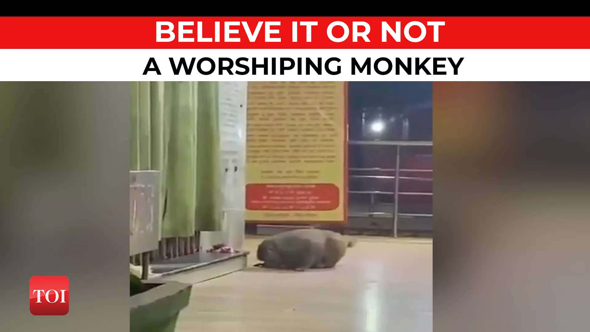 Viral: Monkey visits temple, bows down before Lord Shiva, Parashuram