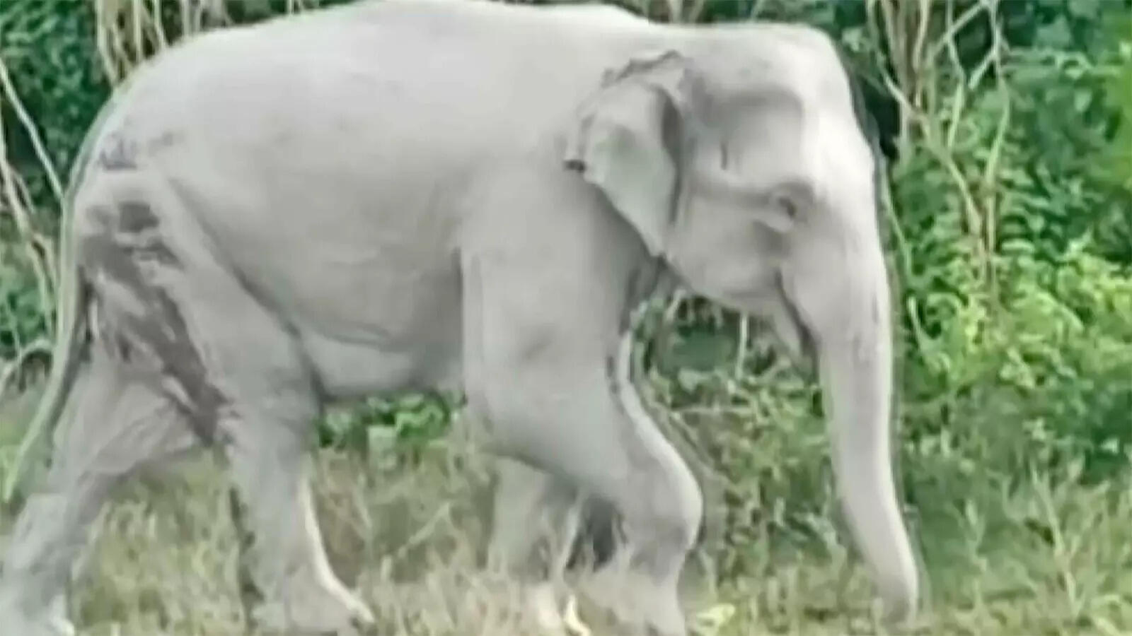 Odisha: Forest dept using techno based solutions to create ease between human, wildlife animals