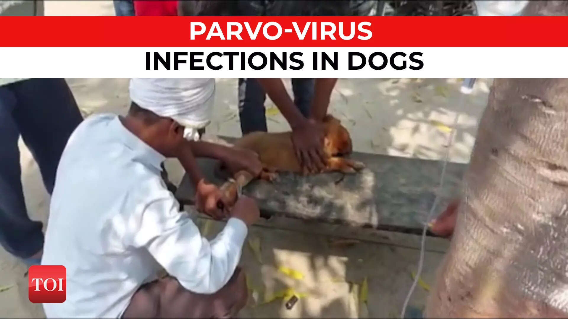 Uttar Pradesh: Dogs suffering due to parvovirus outbreak in Deoria