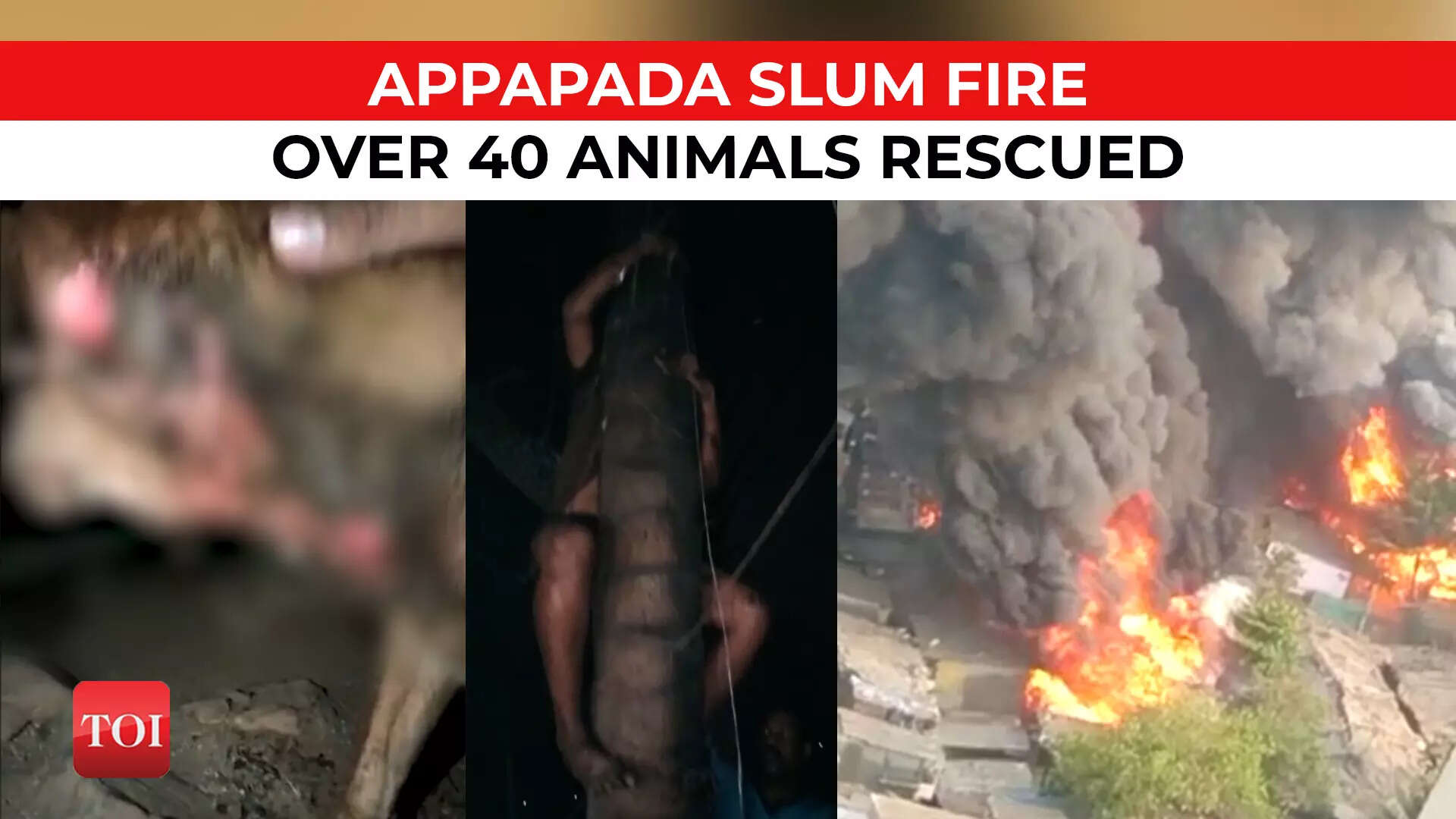 Appapada slum fire: NGOs, volunteers and fire brigade officials join ...