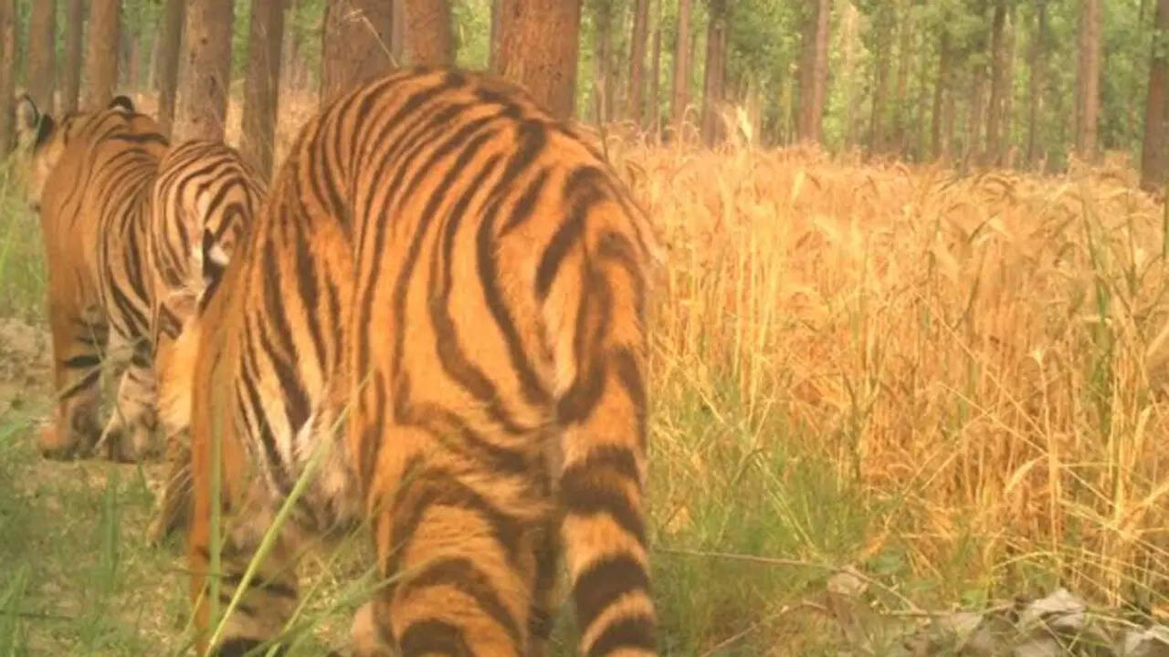 11 stray tigers of Pilibhit Tiger Reserve lodged in UP…