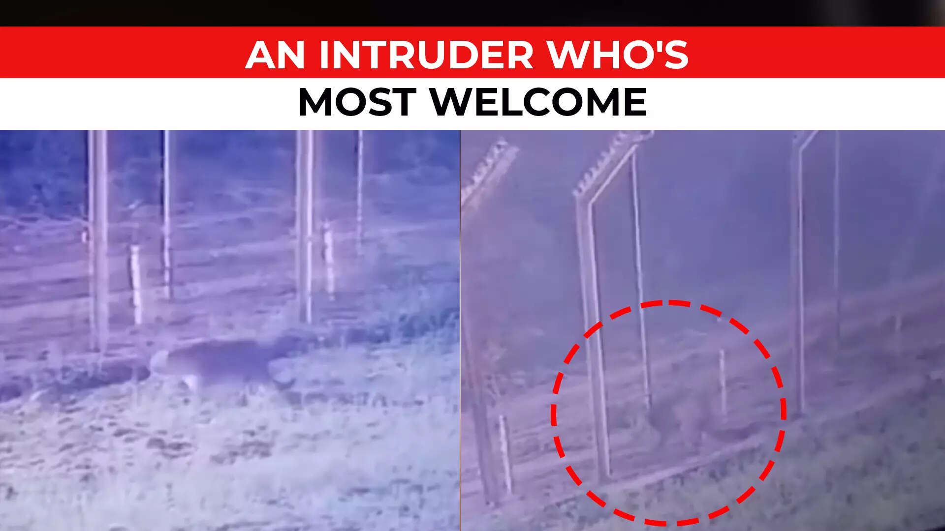 Watch: Leopard enters India from Pakistan after crossing international ...