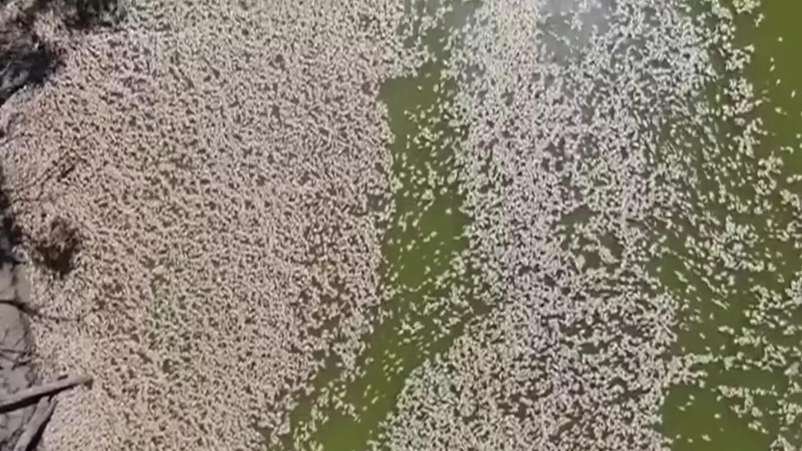 Millions of rotting dead fish in Australian river