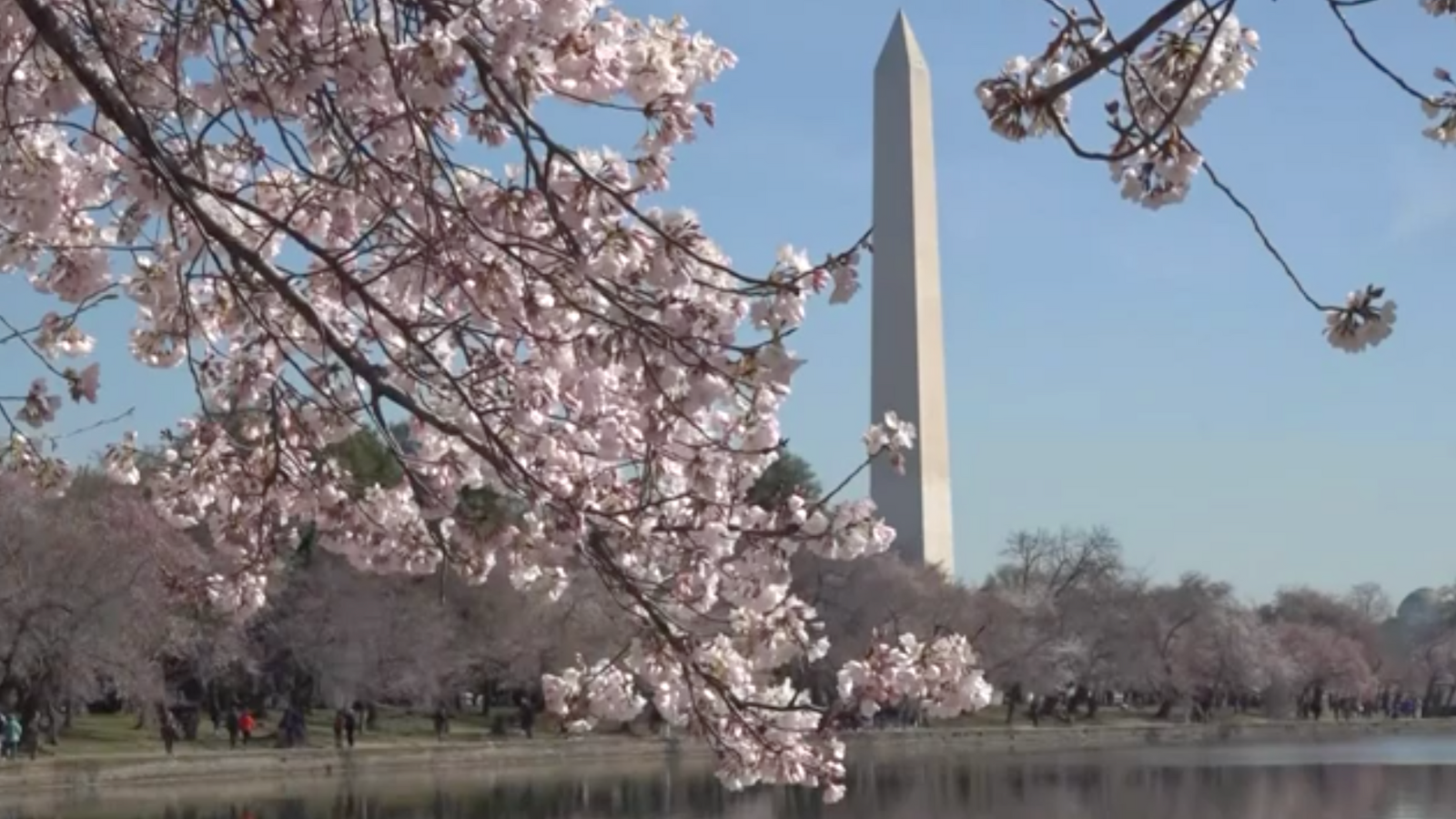 Watch: Cherry Blossoms blooming in Washington, DC