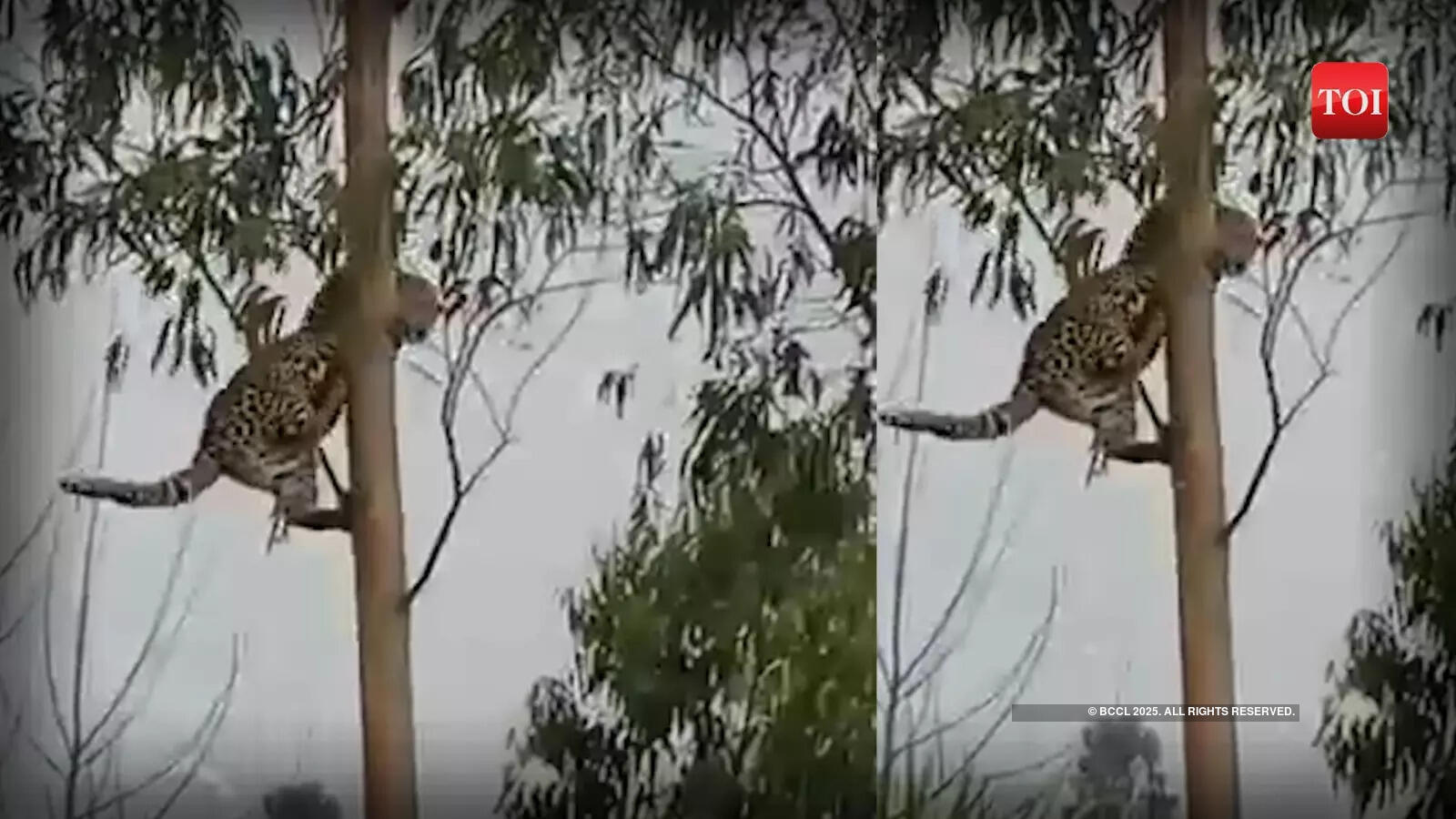 Leopard crawling on a tree, kills one and injures many in Bulandshahr