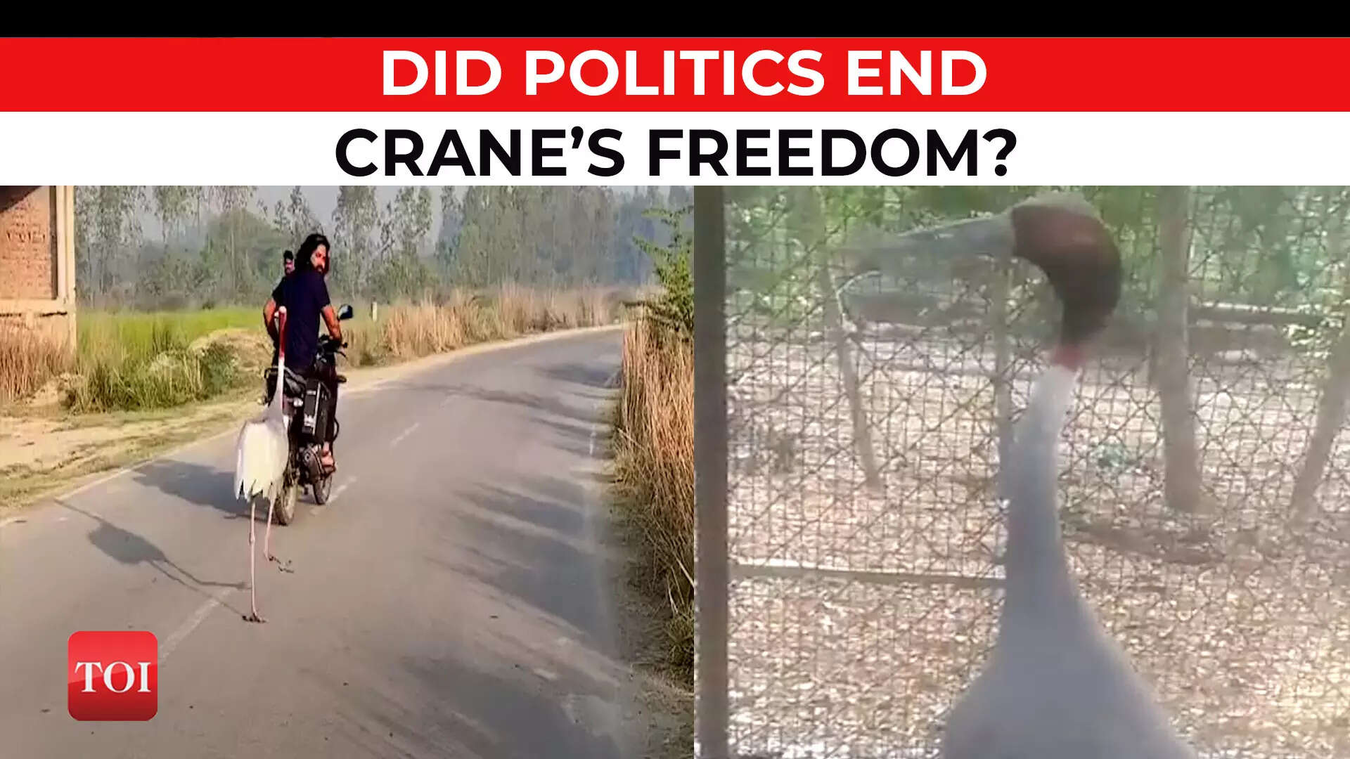 Sarus crane in Kanpur Zoo:: Man who took care of Sarus now has case ...