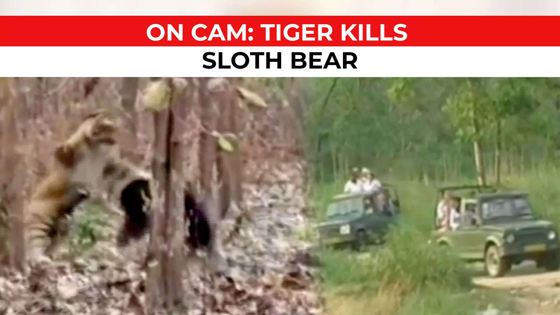 Watch: Sloth bear killed in fight with tiger at Jim Corbett National Park
