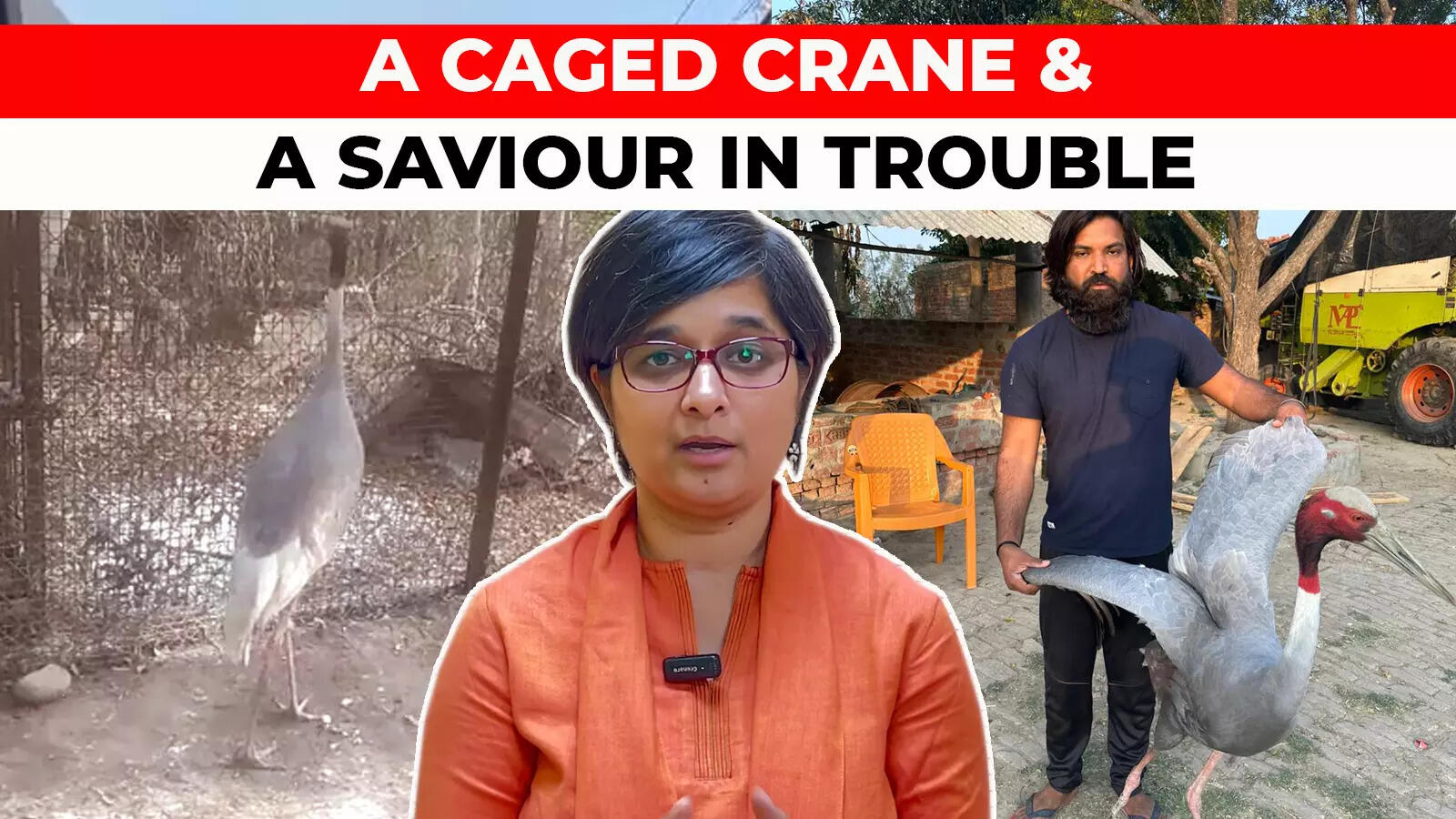 He helped an injured Sarus crane; now he has a case against him