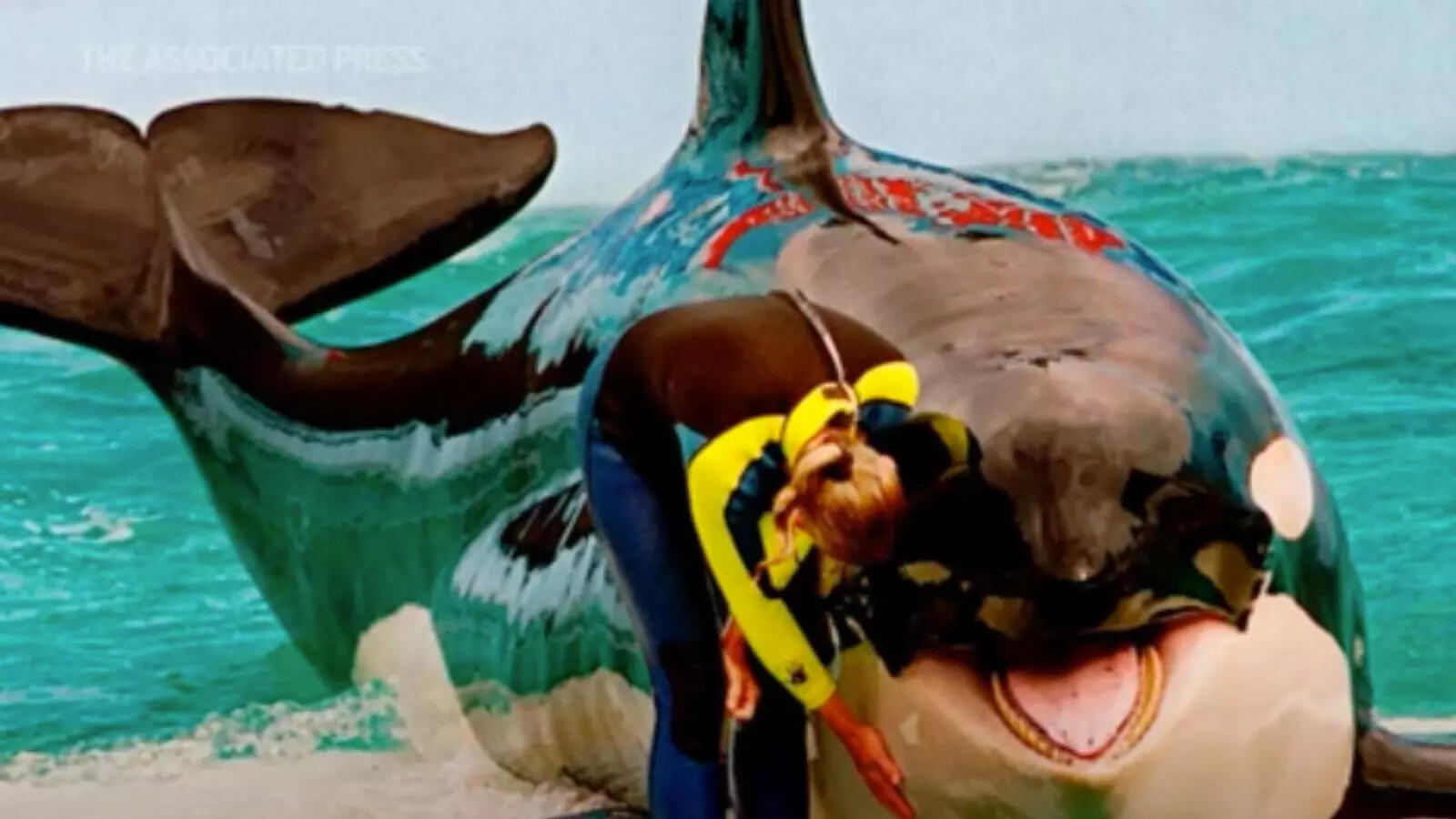 Agreement in place to return Lolita, the orca to the Pacific